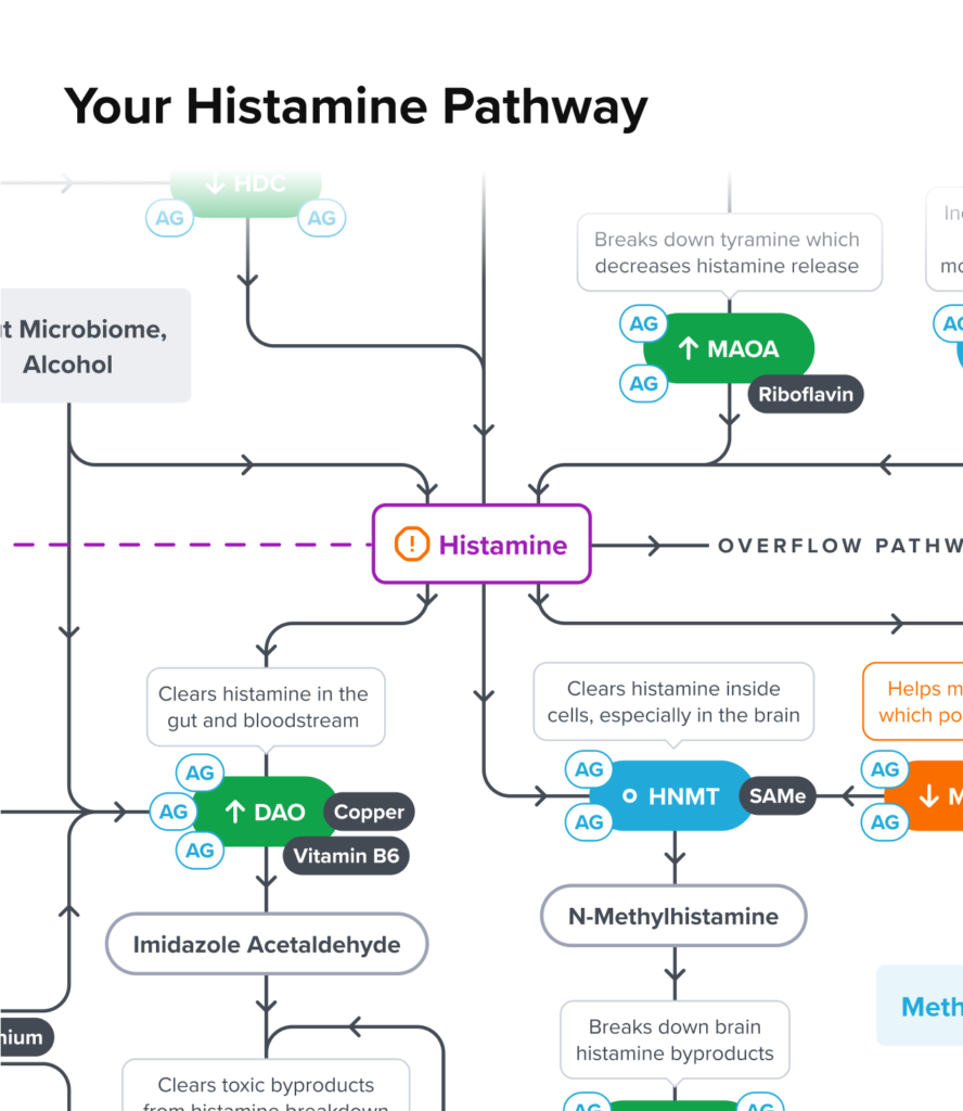 Histamine Metabolism & Release Pathway Report - SelfDecode