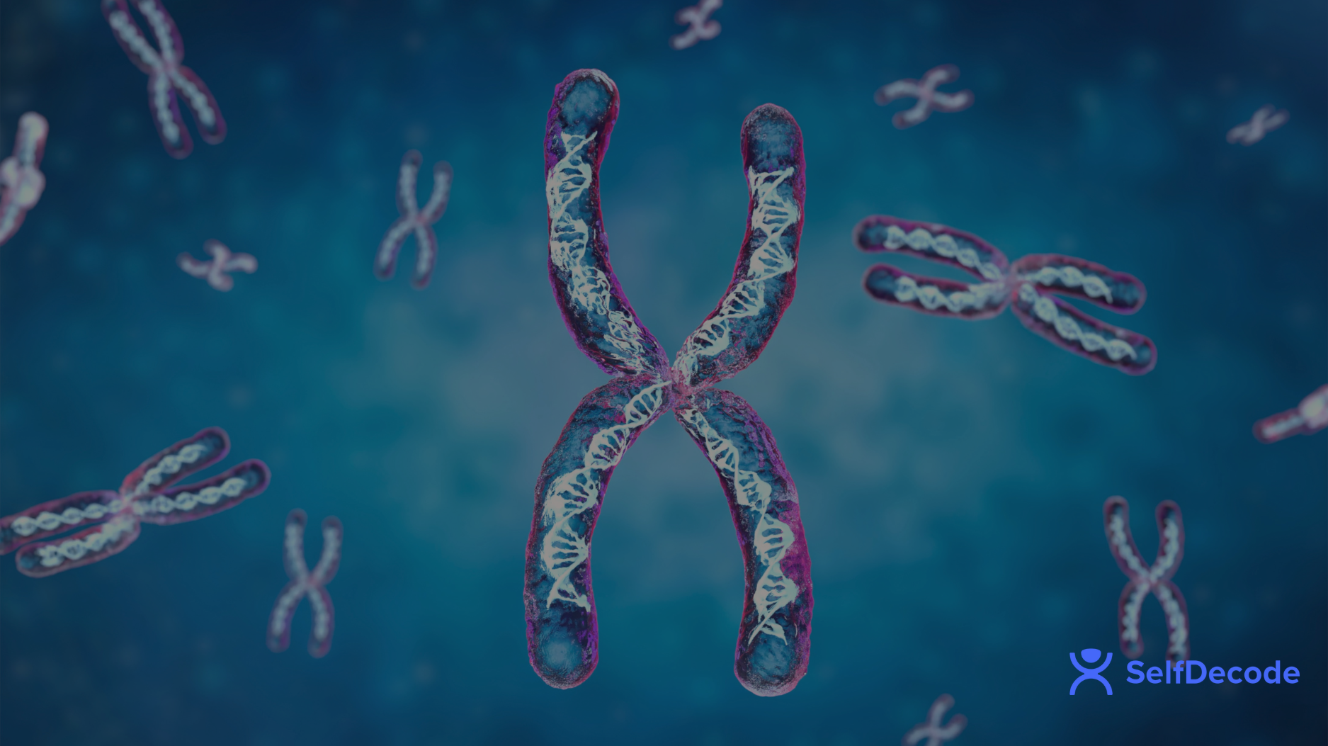 Methylation Pathways and Health | Self Decode