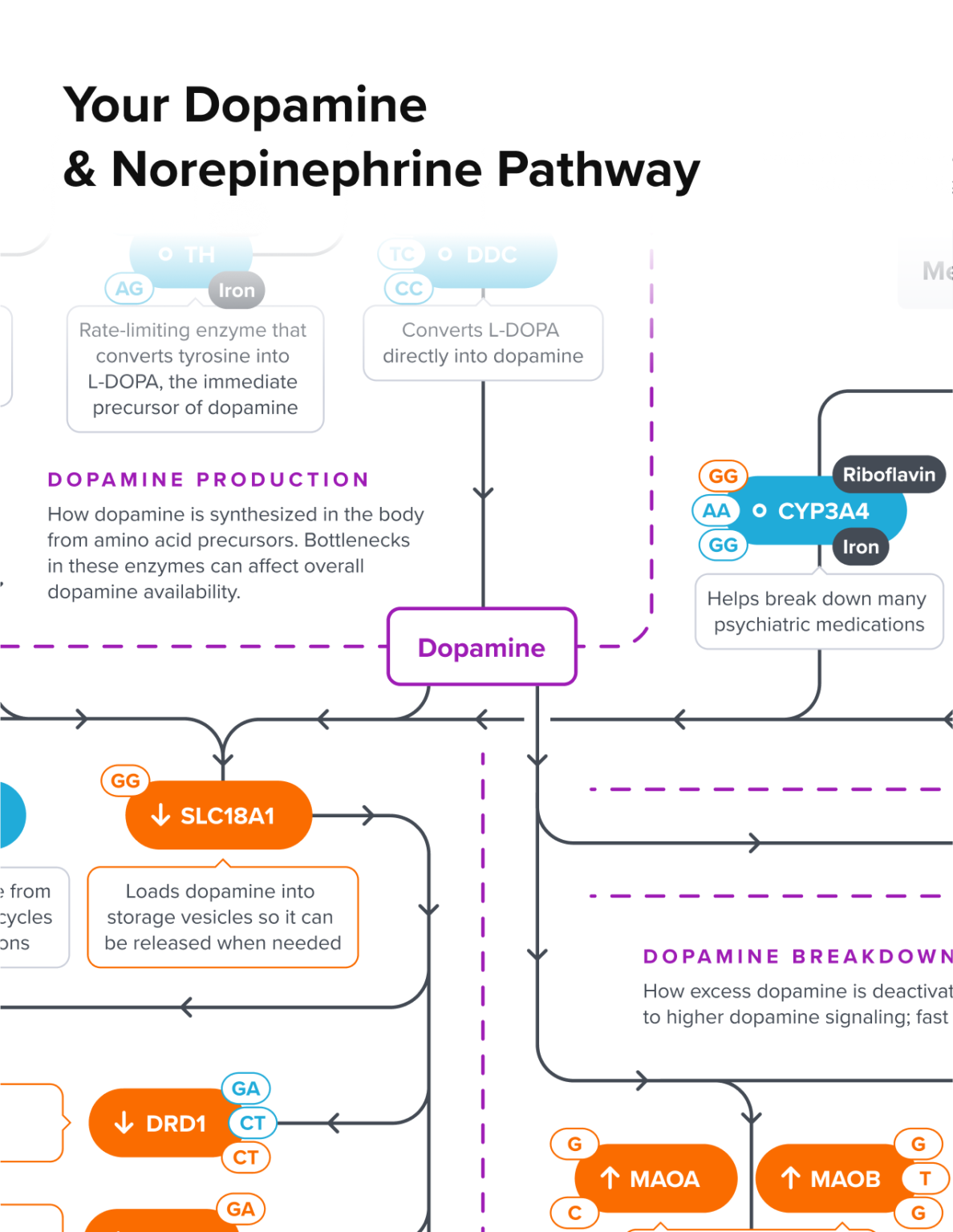 Dopamine Norepinephrine Pathway Report - SelfDecode